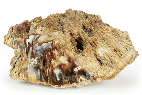 8 6 Agatized Fossil Coral Geode Florida 250951 For Sale