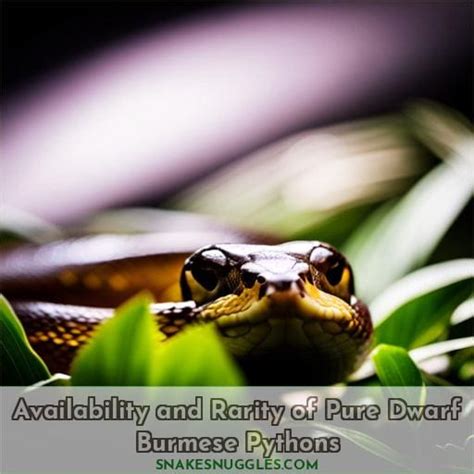 Dwarf Burmese Python Size Variations Genetics And Care