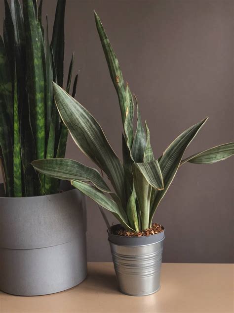 Сансевиерия металлика Botanic Craft Цветы и растения в Хабаровске