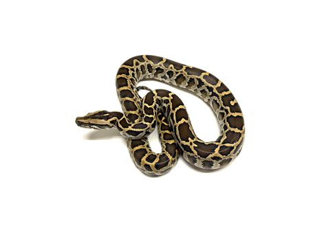 Juvenile Triple Het Burmese Python Albino Granite Hypo Female Scales And Tails Of Ohio