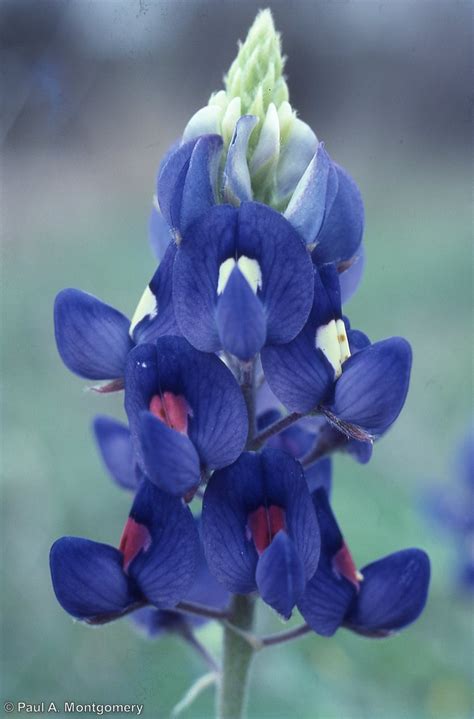 Lupinus Texensis Native Plant Society Of Texas