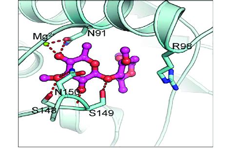 The Predicted Binding Pose Of Methyl B Lilacinobioside Magenta Stick