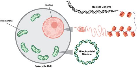 Eukaryote Cells Genomes Biorender Science Templates
