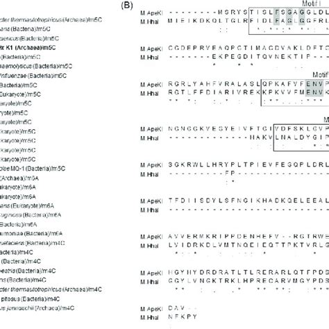 Prediction Of Modified Dna Base By Mtases A The Evolutionary History