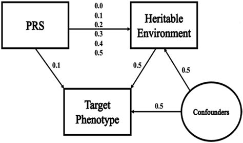 principal component analysis corrects collider bias in polygenic risk