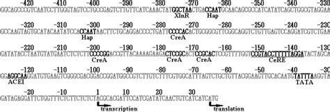 Promoter Sequence Of Egla Possible Upstream Activating And Repressing Download Scientific