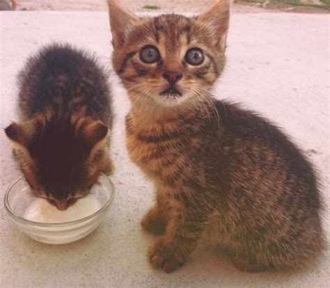“hes Drinking All My Milk” Rcatsbeingcats