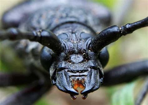 How To Get Rid Of Palmetto Bugs 3 Types 8 Ways To Kill Large Roaches