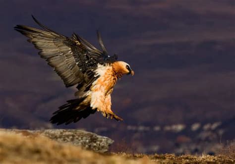 The Bearded Vulture All You Need To Know About This Bone Eating Bird
