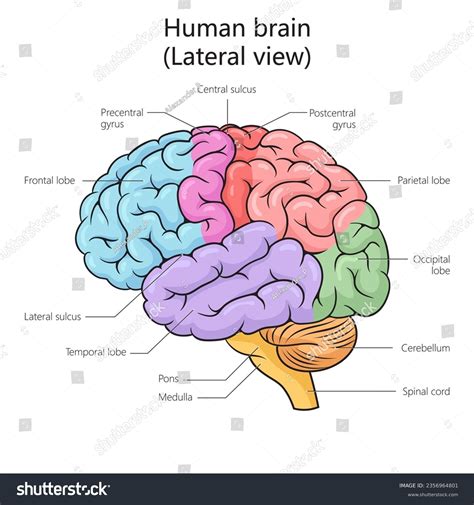 A Labeled Brain