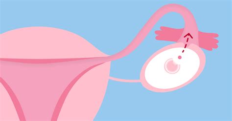 How Long Does Ovulation Last Flo