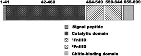 Domain Structure Of Chitinase A1 From B Circulans Wl 12 Download Scientific Diagram