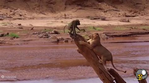 مستند حیوانات وحشی فرار بابون و گوزن گرسنه ماندن ببر شکار