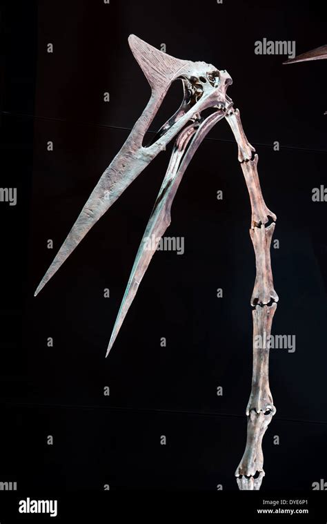 Quetzalcoatlus Fossil 720x736