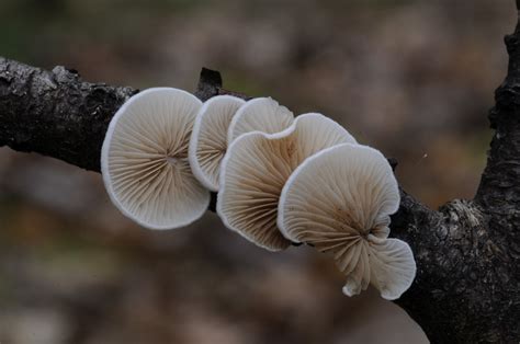 Crepidotus Variabilis Variable Oysterling