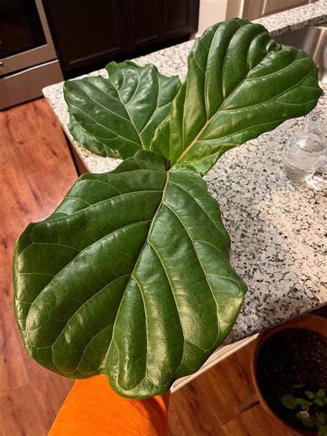 Fiddle Leaf Fig Propagation R Fiddleleaffig