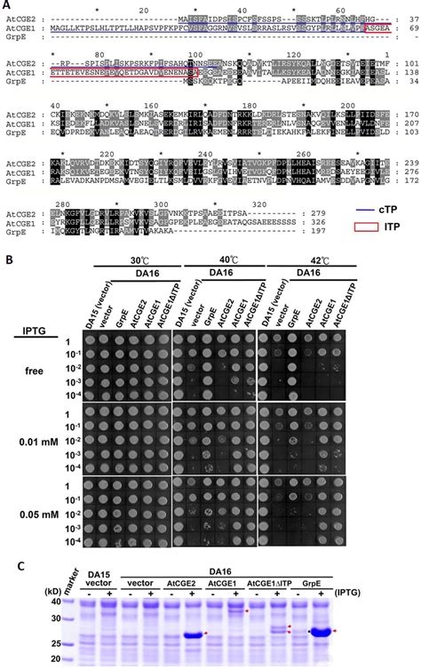 Functional Complementation Of E Coli Grpe Mutant Da16 By Atcges Download Scientific