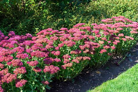 Sedum Stonecrop Growing Guides Tips And Info