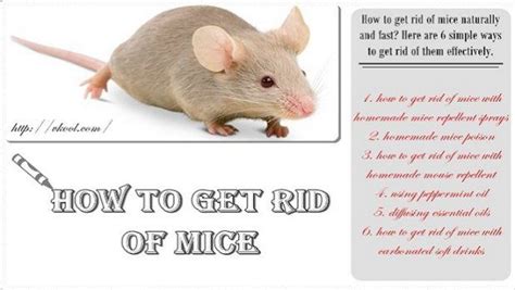 Top 6 Ways On How To Get Rid Of Mice Naturally And Fast Top 6 Ways On How To Get Rid Of Mice Naturally And Fast