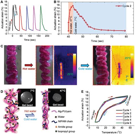 Thermoresponsive Actuation Of Nipam Treated Alg‐puyarn Muscle A