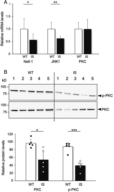 The Mrna Or Protein Expression Of Calcium Signaling Related Genes In