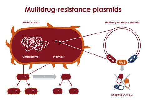 Plasmids And Co Selection Antibiotic Resistance React