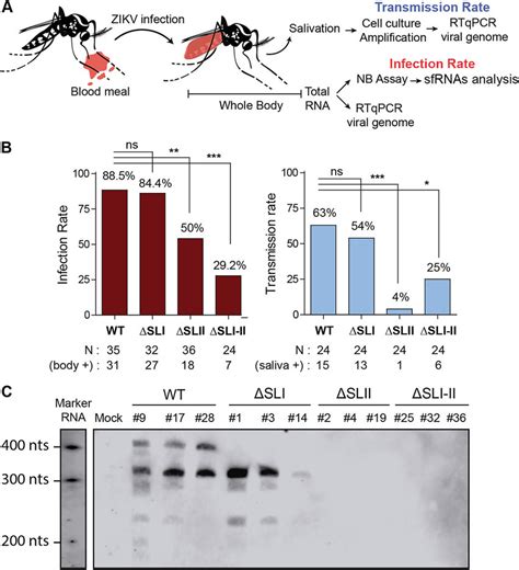 At Least One Sfrna Is Necessary For Efficient Zikv Infection And Download Scientific Diagram