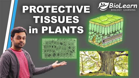 Protective Covering Of A Plant Tissue At Vivian Donnelly Blog