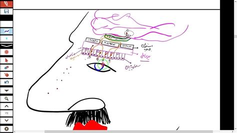 فیلم تدریس تعادل بویایی چشایی با خفن ترین نکات حواس فصل 2 زیست یازدهم