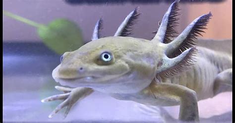 Larval Form Album On Imgur