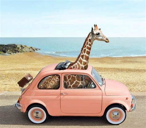 فوری عکس از گونه جهش یافته زرافه طرفداری