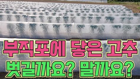 부직포 터널로 고추기를 때 고려해야할 단 1가지 고추농사 잘 짓는법 Youtube