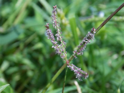 Cynodon Dactylon Bermuda Grass Fsus