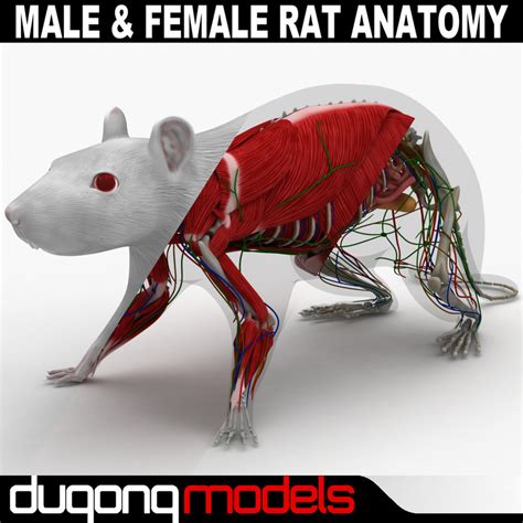 Dugm01 Rat Anatomy Male Max
