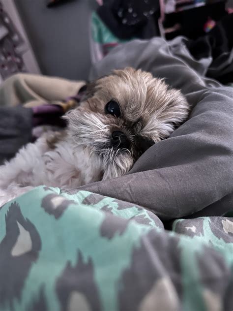This is her ‘rub my belly’ face and it’s very convincing 🥹 : r/Shihtzu
