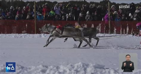 핀란드 북극 마을 전통의 순록 경주 대회