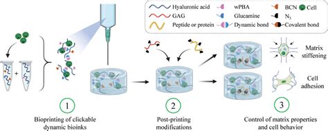 General Concept Of Clickable Dynamic Bioinks A Boronate Ester‐based