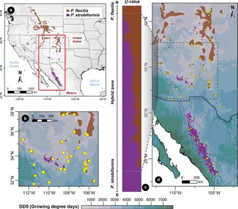 Adaptive Evolution In A Conifer Hybrid Zone Is Driven By A Mosaic Of