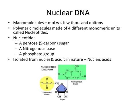 Nucleus Morphology Function Nucleus Morphology Function