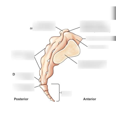 Sacrum Lateral Diagram Quizlet