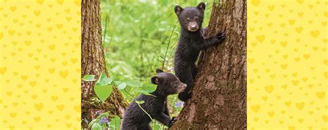 Bear Cub Rescue
