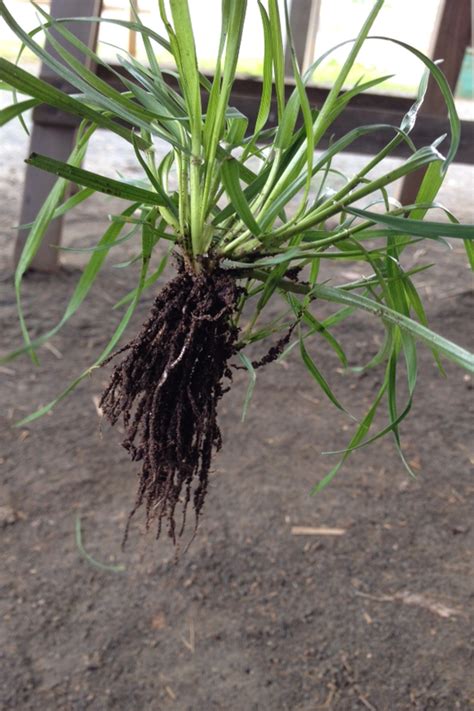 Root Mass Plant Production