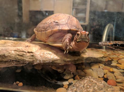 Need Help Identifying This Turtle Rturtles