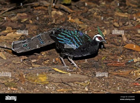 Palawan Peacock Pheasant Polyplectron Napoleonis Male Walking On