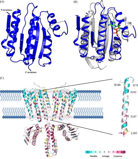 Conformational Features Of Agrc A The Atp Binding Domain In The
