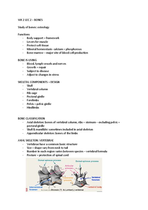 WK 2 LEC 2 Bone Structure WK 2 LEC 2 BONES Study Of Bones Osteology Functions Body