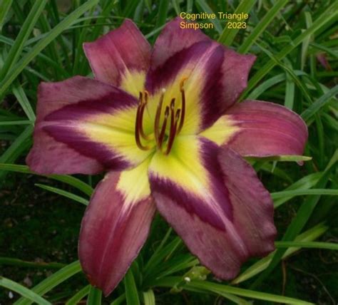 Bending Hill Farm Cognitive Triangle