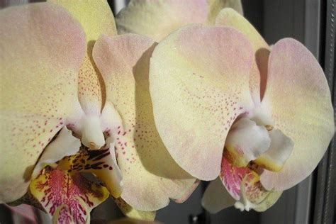 Орхидея Мандала: фото, описание сорта, цветение фаленопсиса, уход и отзывы