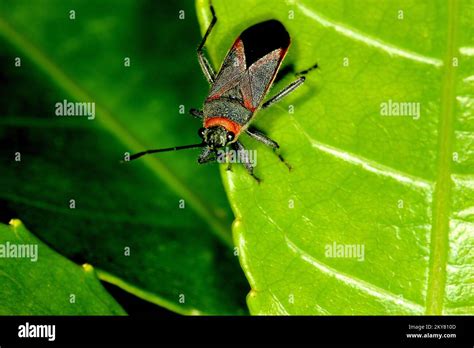 Swan Plant Seed Bug Arocatus Rusticus Stock Photo Alamy