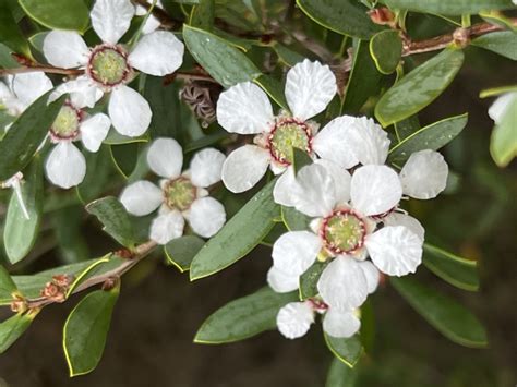 Coast Tea Tree Leptospermum Laevigatum Easyscape Plant Profile